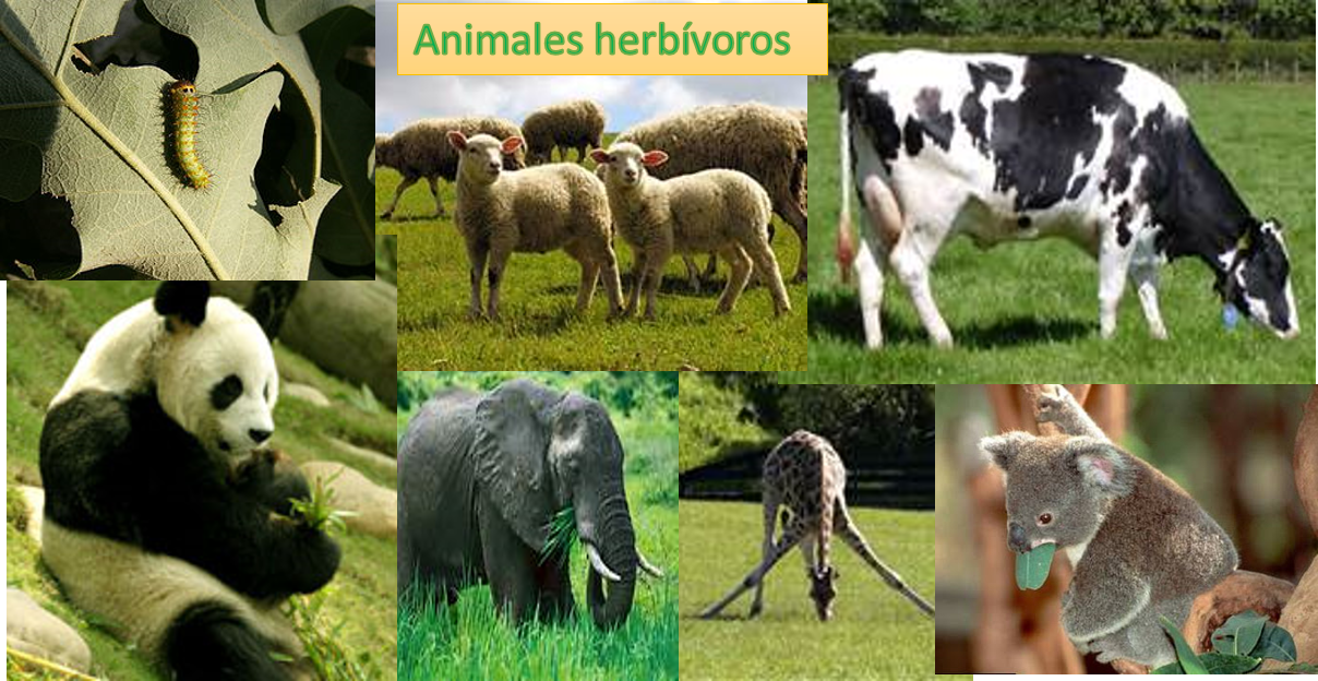 Imágenes de animales herbívoros | Descargar imágenes gratis