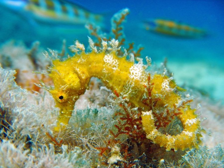 Imágenes de caballos de mar