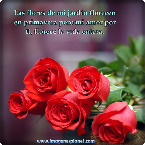Imágenes de rosas románticas