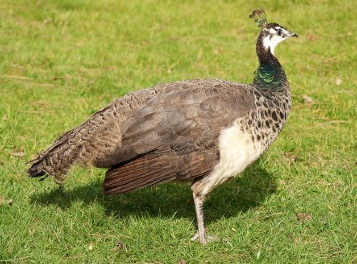 Imágenes de pavos reales hembras