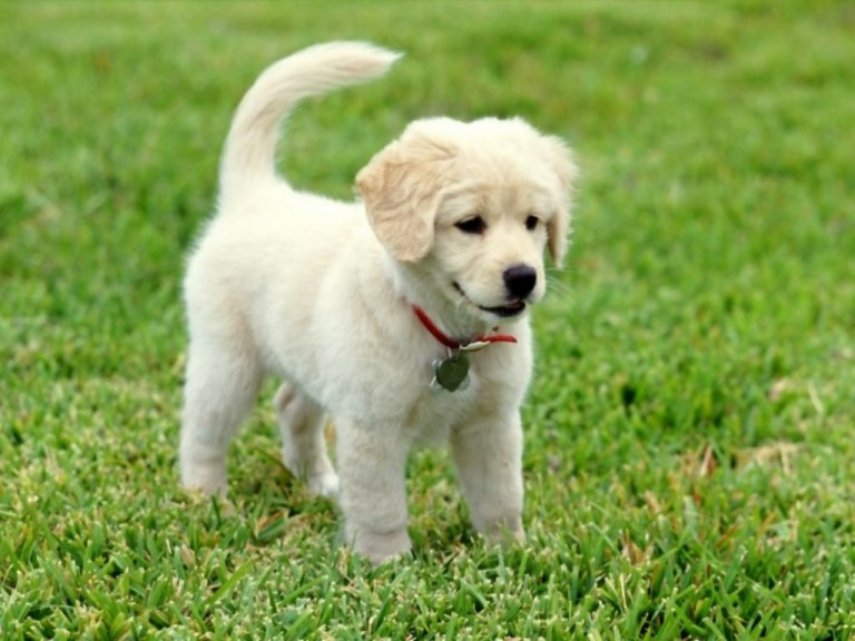 Imágenes de perros bonitos