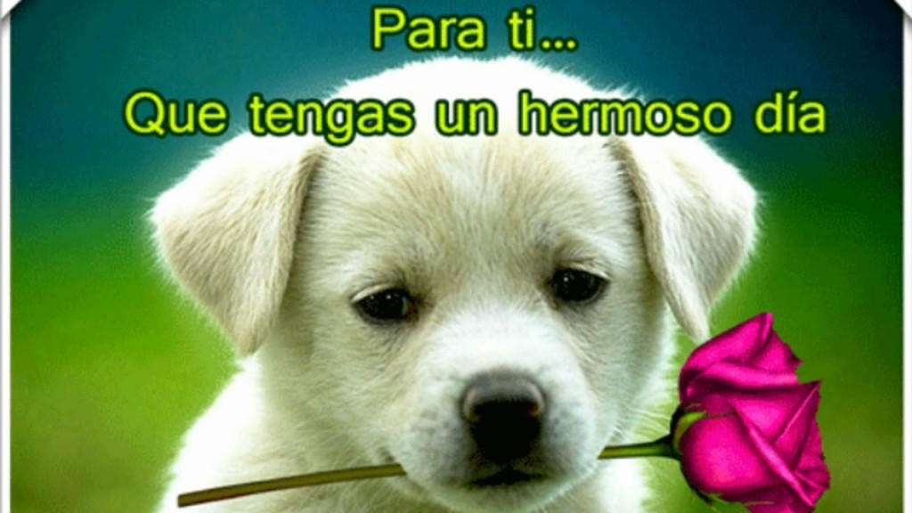 Imágenes que tengas un bonito día