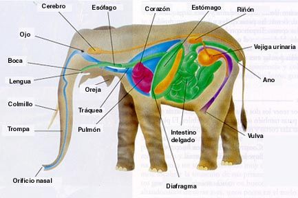 imágenes de la anatomía de un elefante