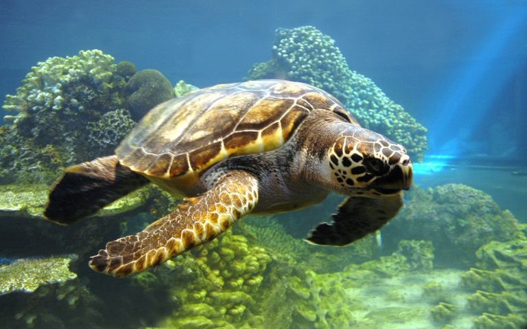 Imágenes de animales acuáticos