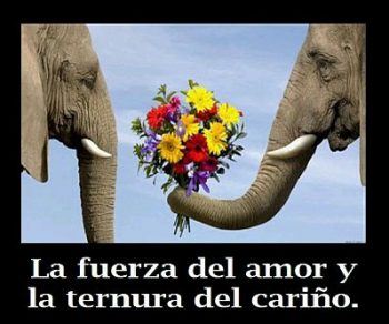 Imágenes de elefantes con frases