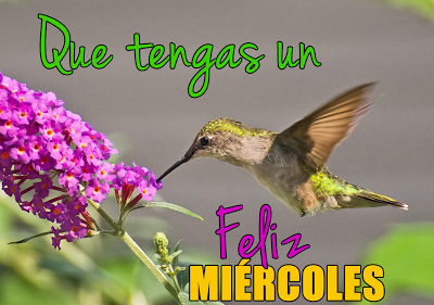 Imágenes del colibrí con los días de la semana