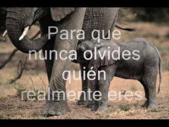 Imágenes de elefantes con frases