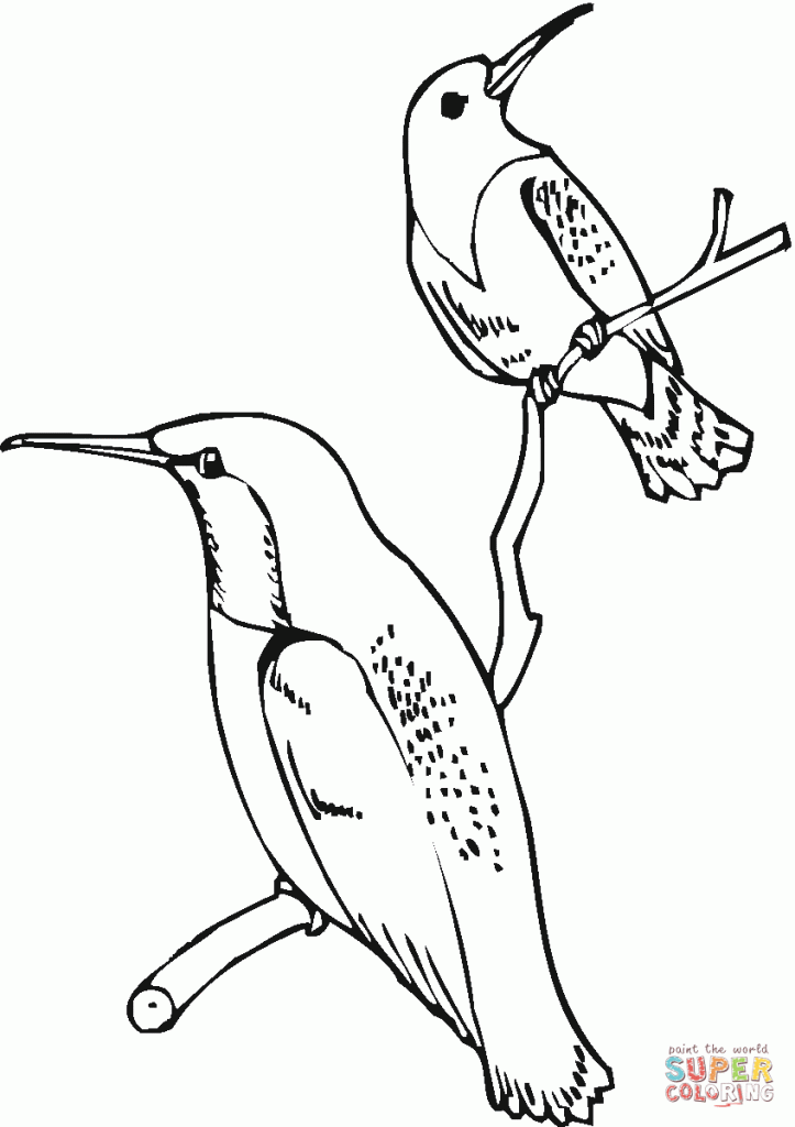 Imágenes del colibrí para colorear