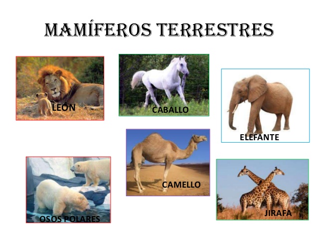 Imágenes de animales mamíferos para la tarea escolar