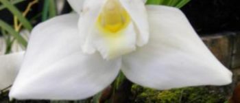 Imágenes de las flores de guatemala para descargar