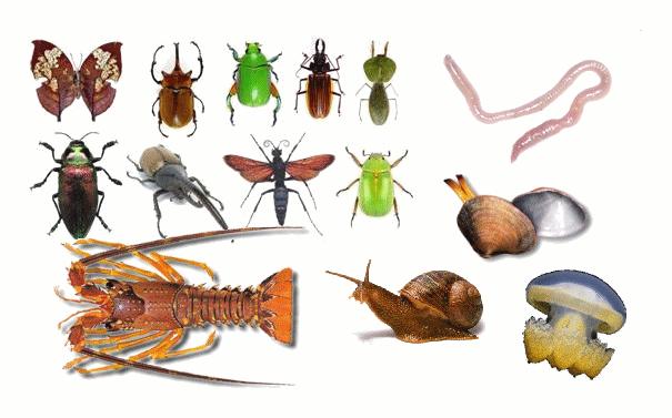 Imágenes de los animales invertebrados | Descargar imágenes gratis